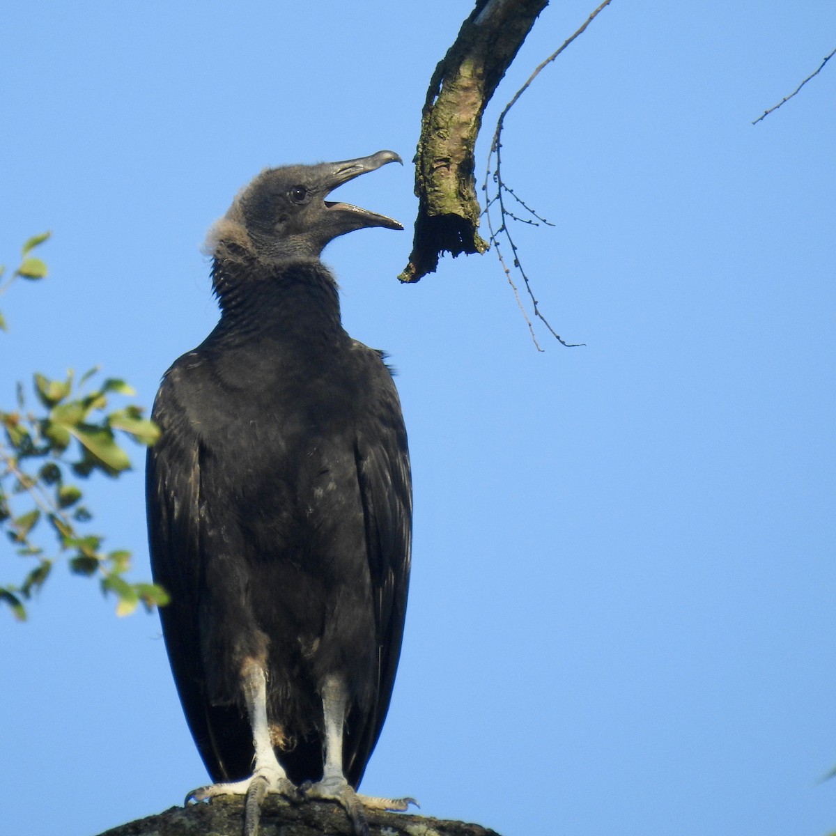 eBird Checklist - 14 Jul 2019 - Center for Maryland Agriculture and ...