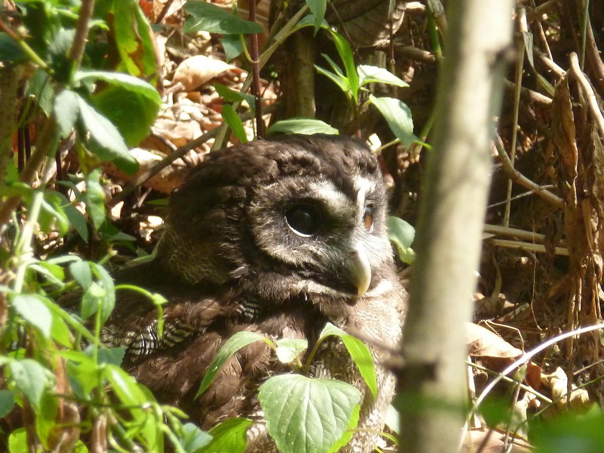 ML168557931 - Brown Wood-Owl - Macaulay Library