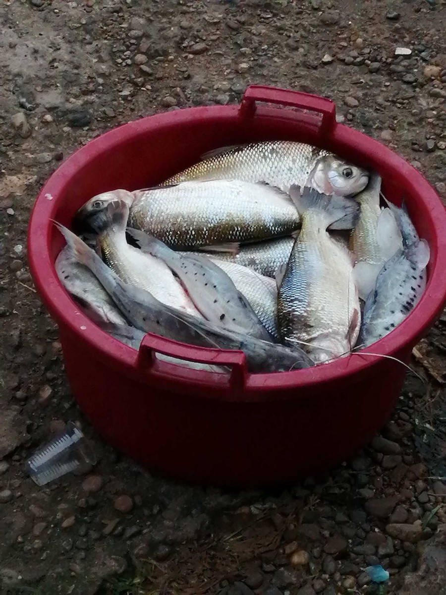 ML168685191 - Fish sp. - Macaulay Library