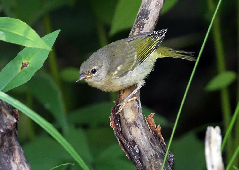 ML168692961 - Nashville Warbler - Macaulay Library