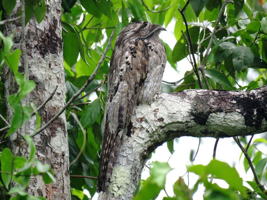 Northern Potoo (Middle American) - eBird