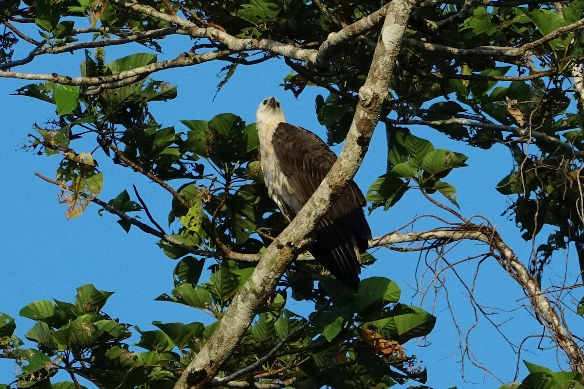 eBird Checklist - 10 Jul 2019 - Fly River--between Kiunga and Elevala ...