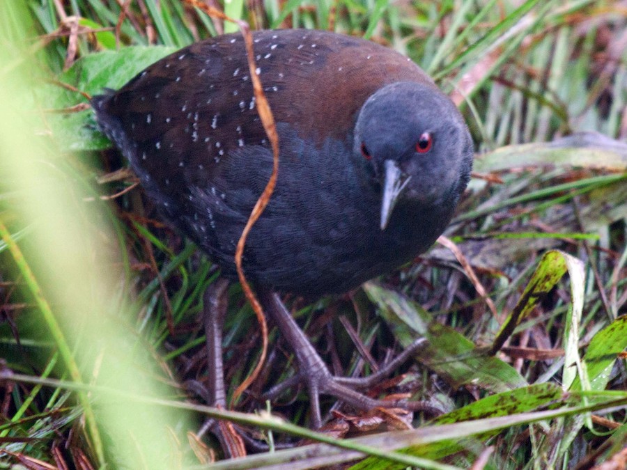Galapagos Rail - eBird
