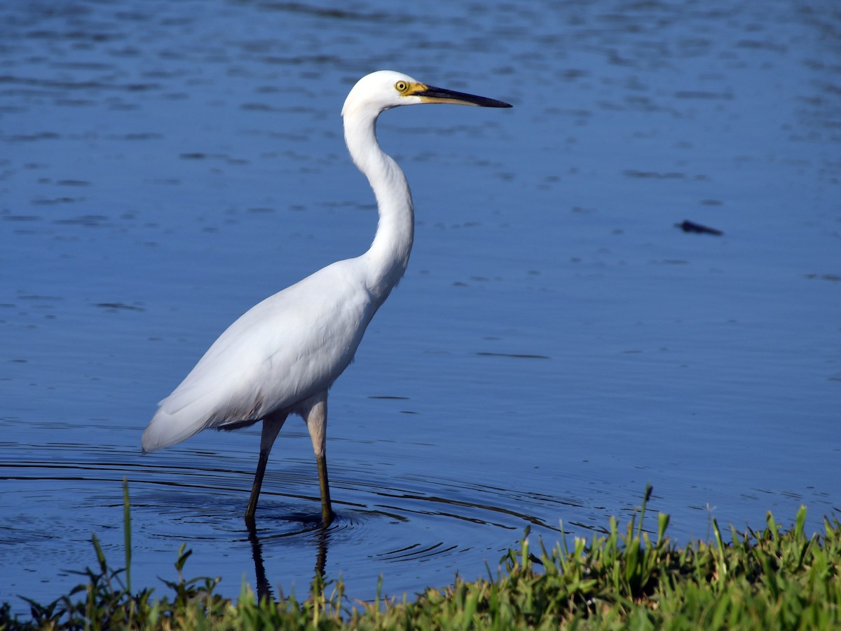 eBird Checklist - 21 Jul 2019 - Brandon Farm & Taff Rd. - 39 species