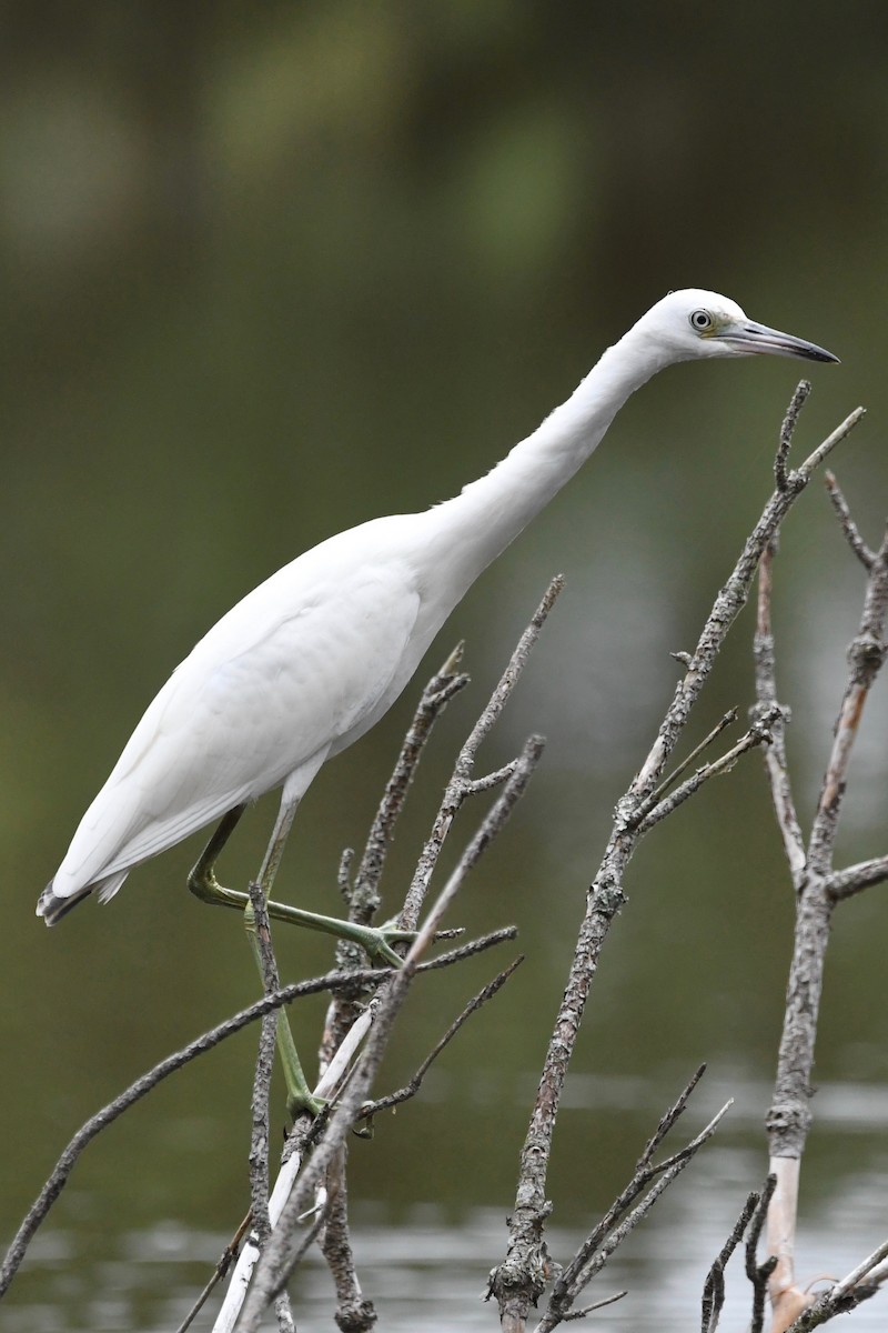 Virginia Breeding Bird Atlas Checklist - 23 Jul 2019 - Chincoteague ...