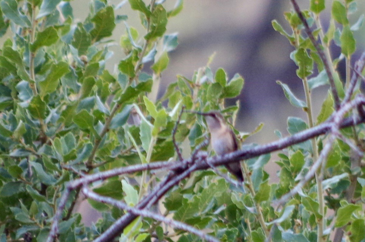 eBird Checklist - 21 Jul 2019 - Coronado NF--Upper Cottonwood Canyon ...