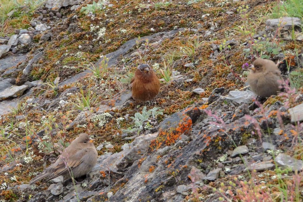 eBird Checklist - 19 Jul 2019 - Jasper National Park--Wilcox Pass Trail ...