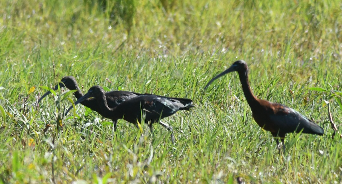 eBird Checklist - 24 Jul 2019 - Finland Rd at -26.613,153.067, Pacific ...