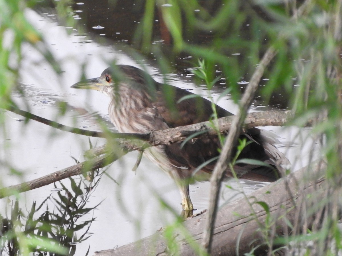 eBird Checklist - 26 Jul 2019 - Daniels Run Trail West - 15 species