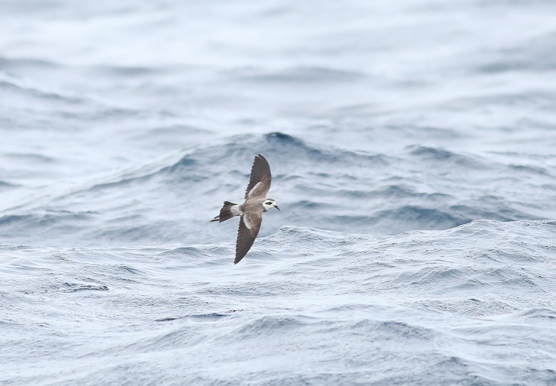 eBird Checklist - 26 Jul 2019 - Hatteras Pelagic--Gulf Stream - 9 species