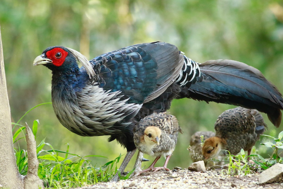White Crested Kalij Pheasant