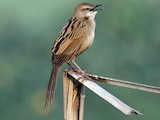 Maharashtra, India - eBird
