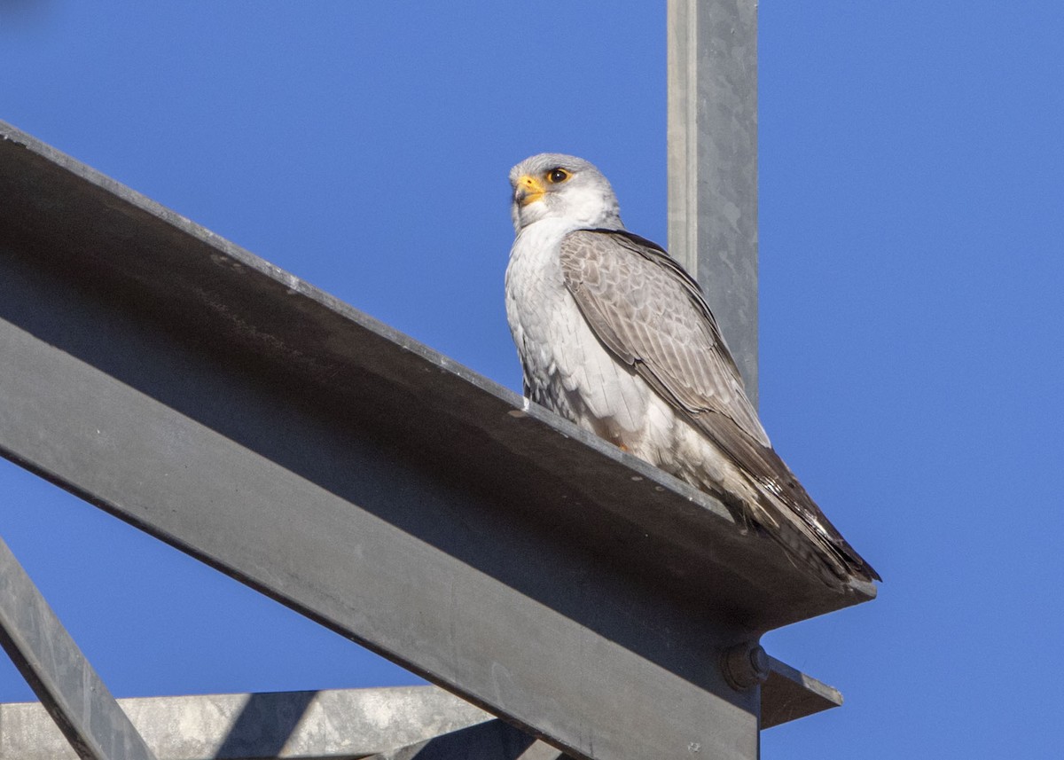 ML170786271 - Gray Falcon - Macaulay Library