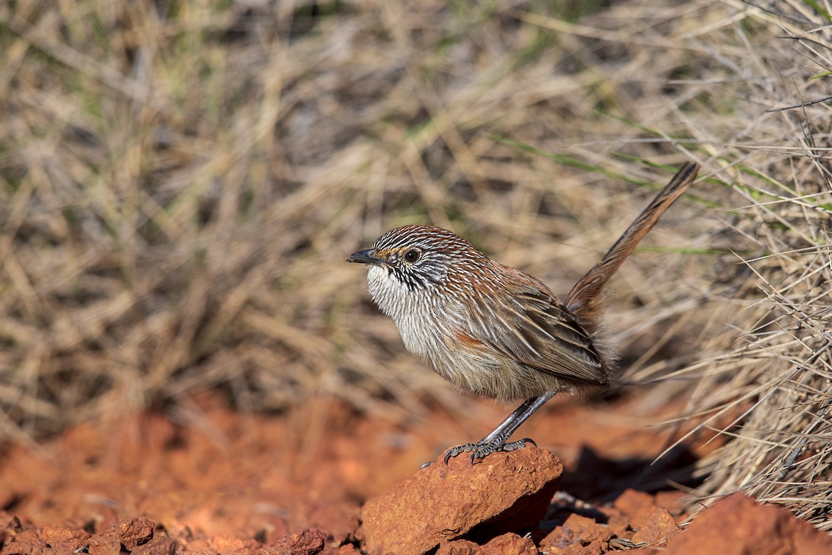 eBird Checklist - 5 Aug 2019 - Mt Ive Station - 24 species