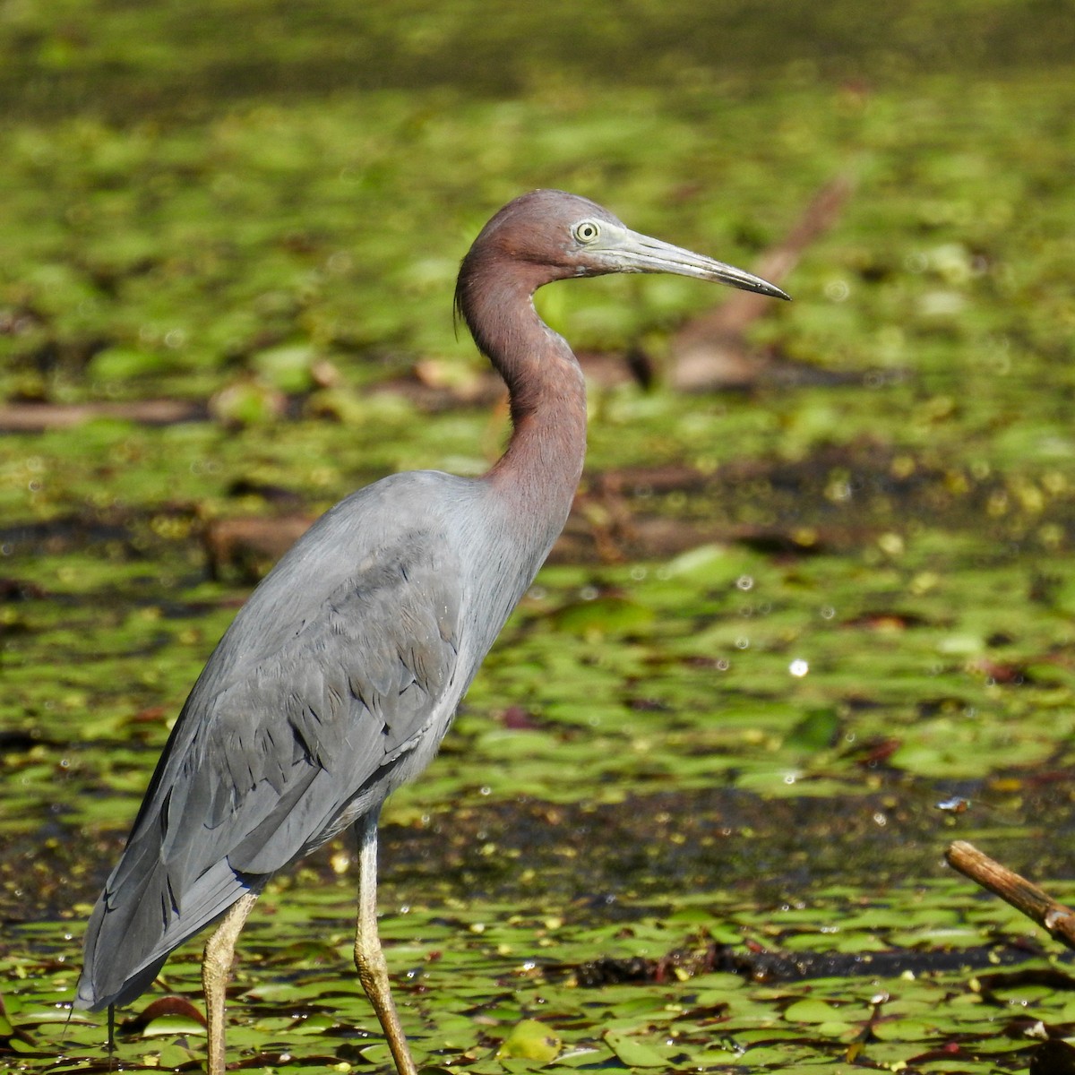 eBird Checklist - 21 Jul 2019 - North Point SP--Black Marsh - 35 species