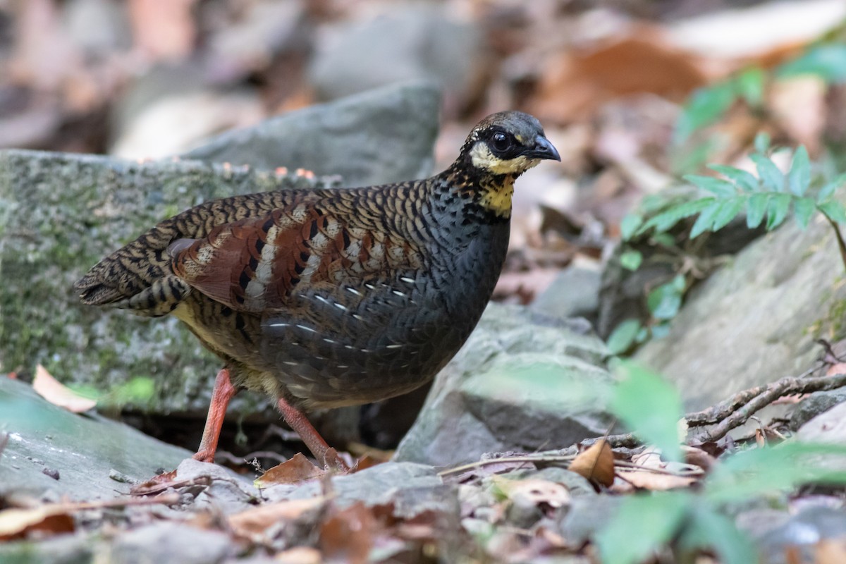 ML171842451 - Taiwan Partridge - Macaulay Library
