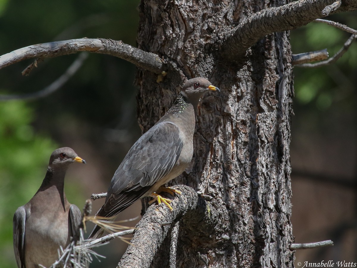 eBird Checklist - 7 Jul 2019 - Chilao--Visitor Center - 21 species (+1 ...