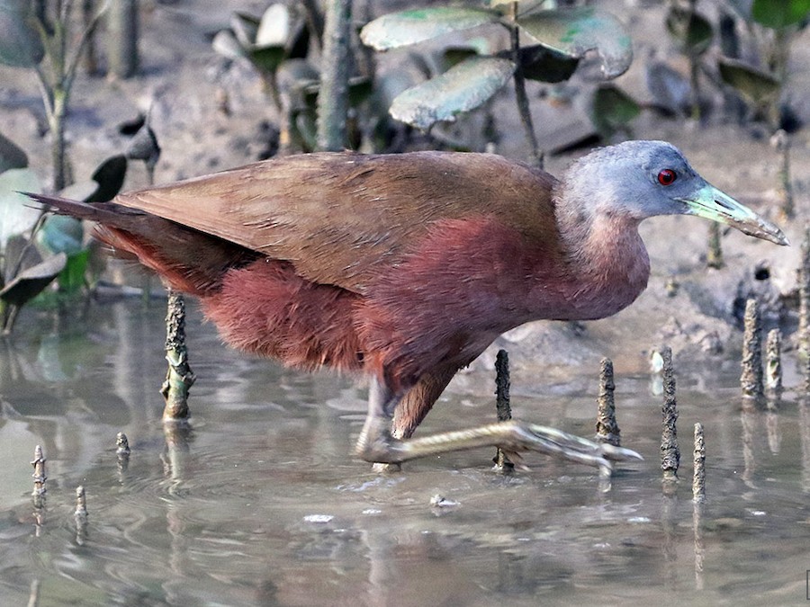 Chestnut Rail - eBird