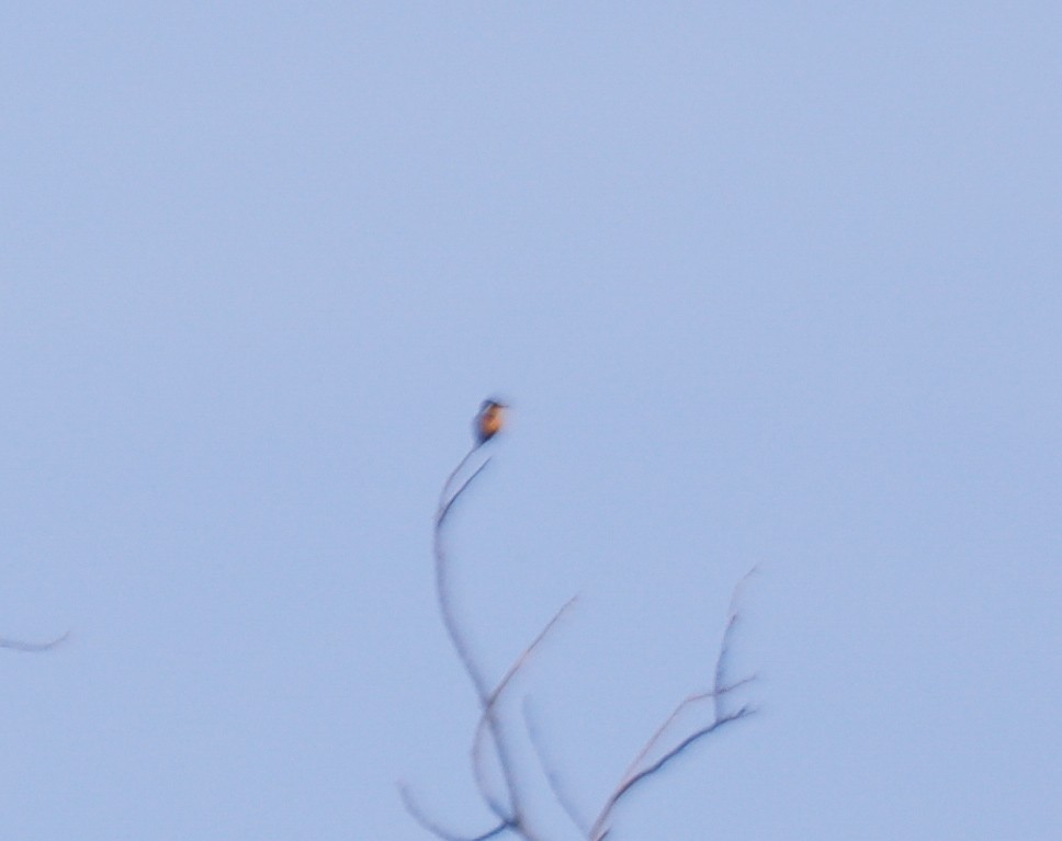 eBird Checklist - 1 Aug 2019 - Finca Palo Alto - 49 species