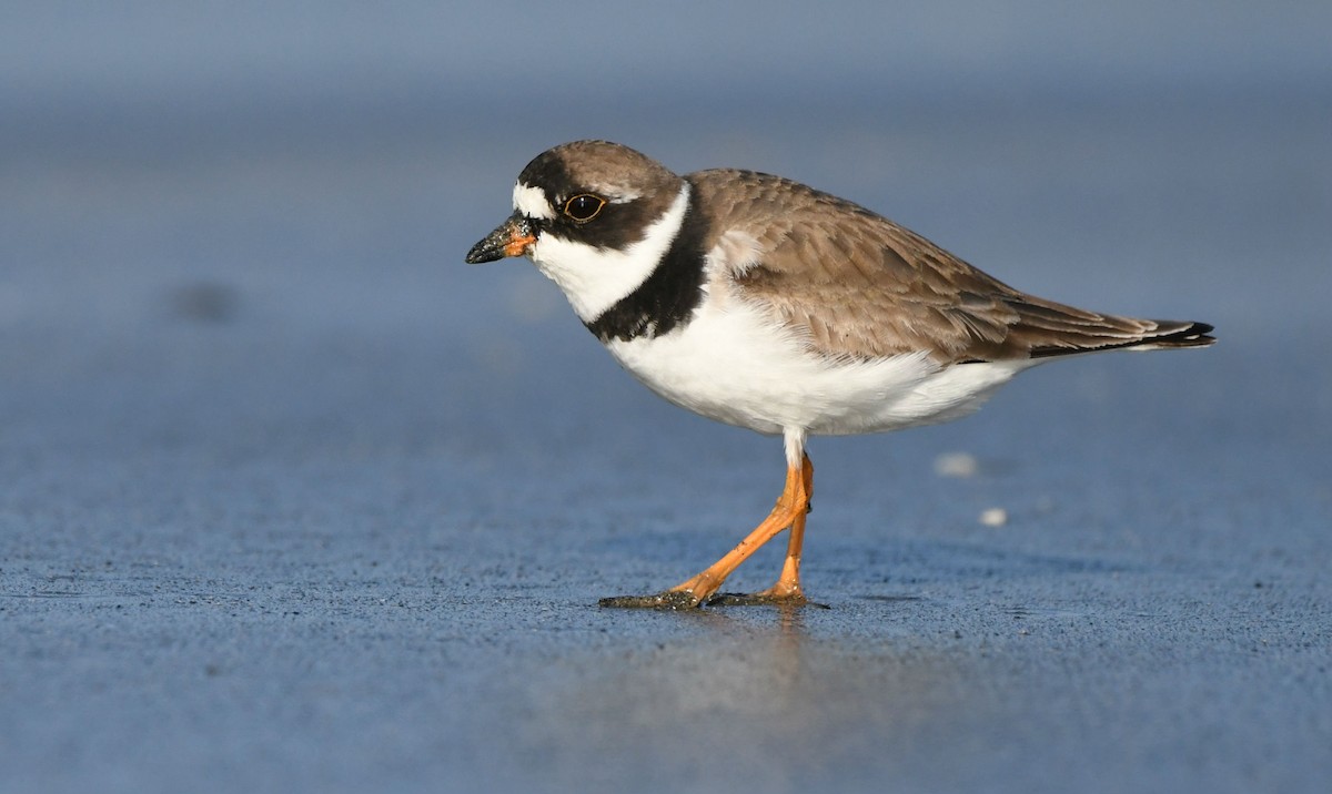 eBird Checklist - 5 Aug 2019 - Crescent City Harbor--Battery Point ...