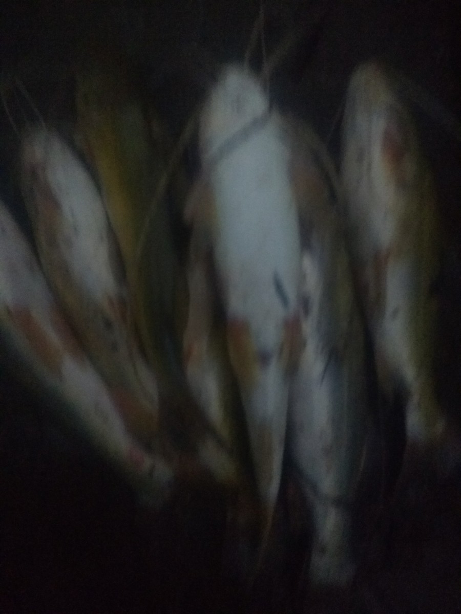 ML172900071 - Fish sp. - Macaulay Library