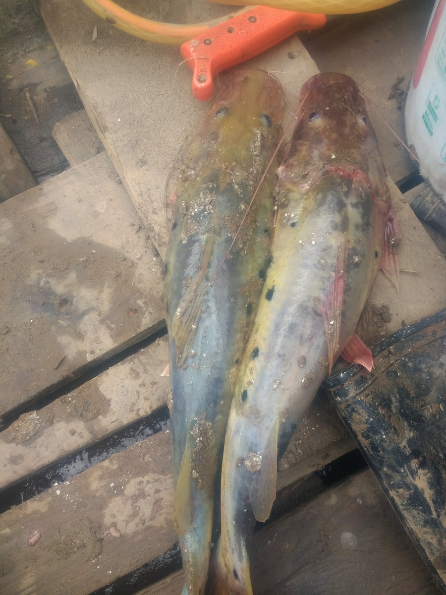 ML172900841 - Fish sp. - Macaulay Library