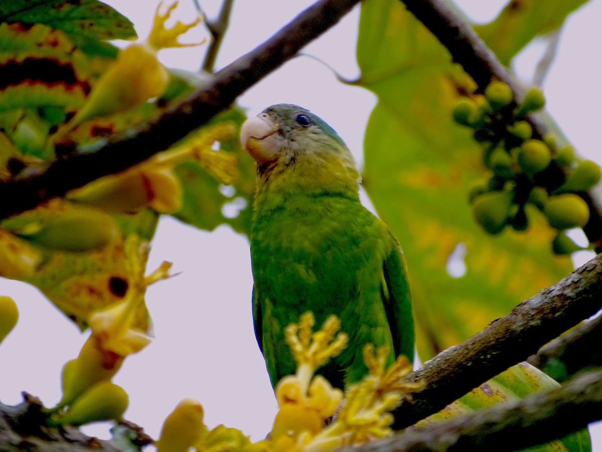 ML173207661 - Gray-cheeked Parakeet - Macaulay Library