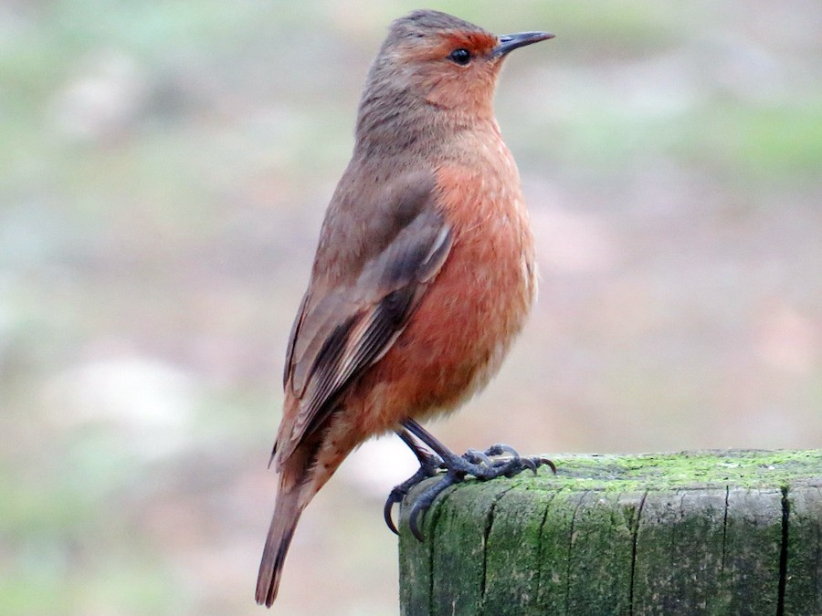 Rufous Treecreeper - eBird