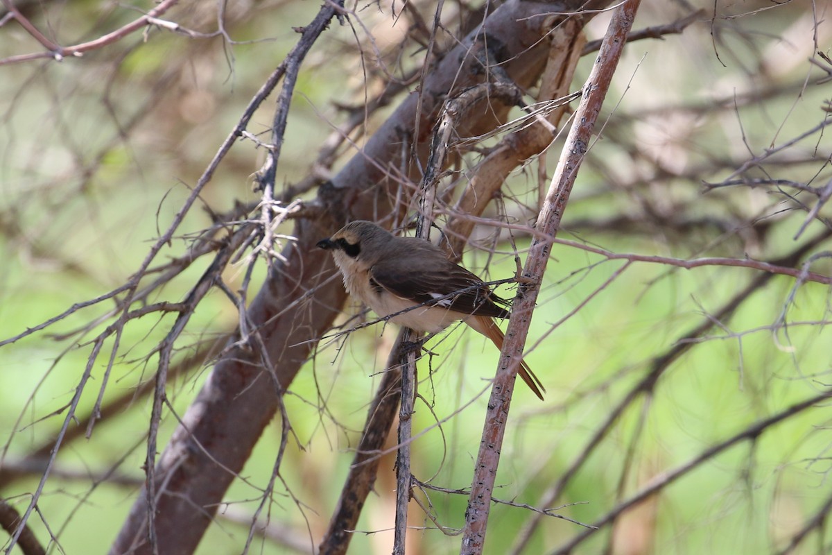 eBird Checklist - 15 Jul 2019 - Along road N from Gobi Mirage - (43.989 ...