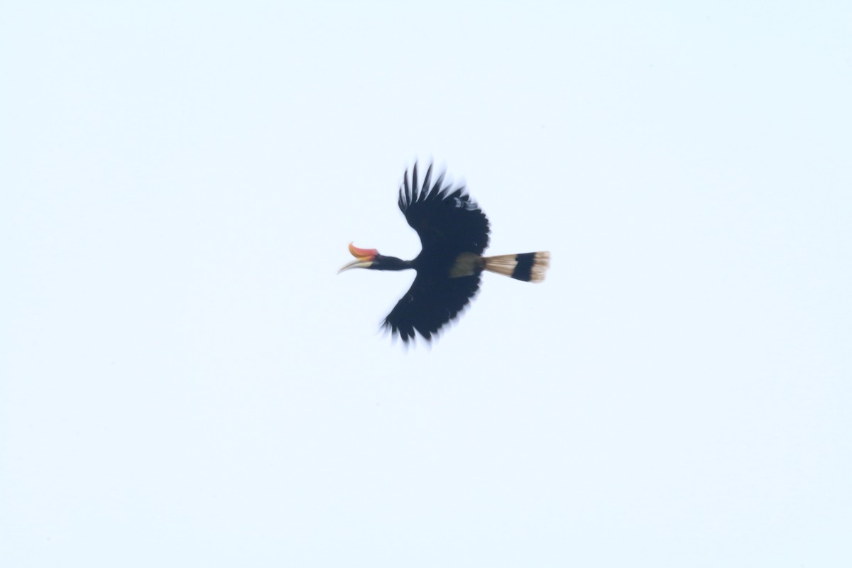 ML173390361 - Rhinoceros Hornbill - Macaulay Library