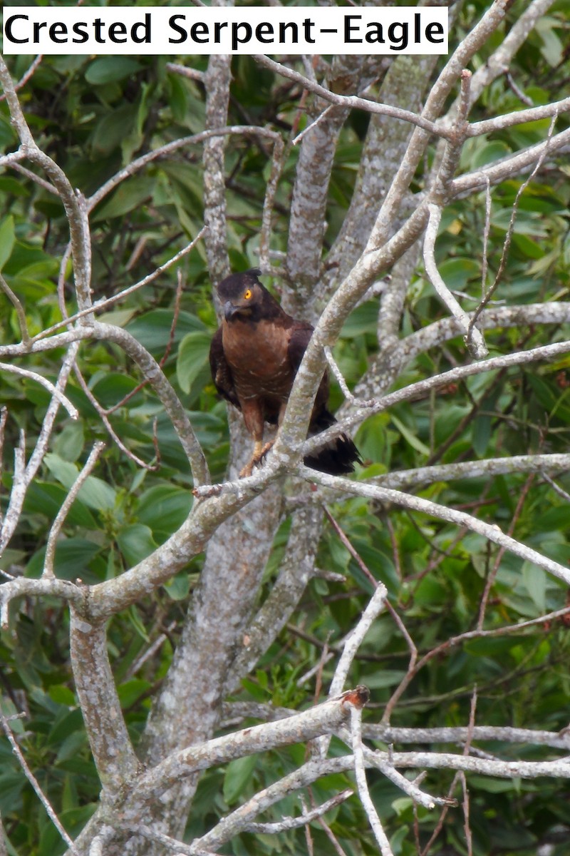 eBird Checklist - 3 Jun 2015 - Genting Highlands--Awana Resort - 8 species