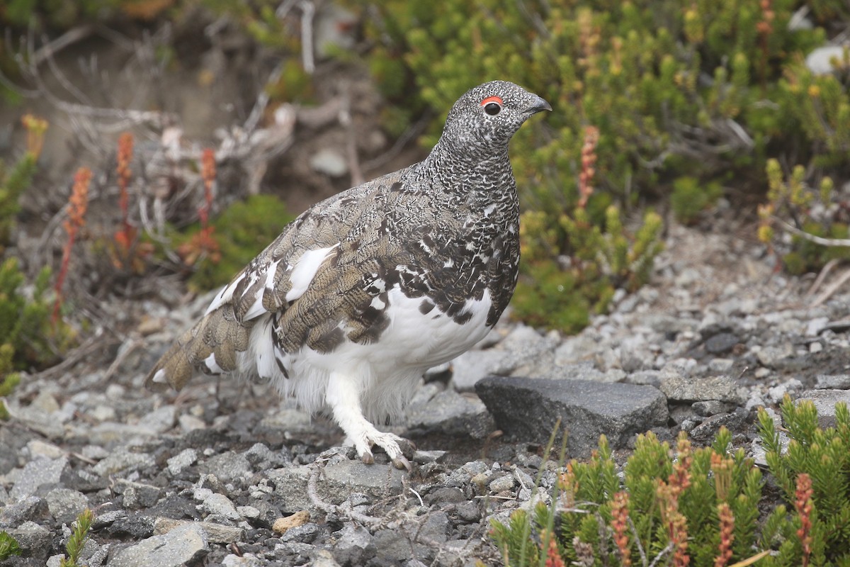 ML174233031 - White-tailed Ptarmigan - Macaulay Library