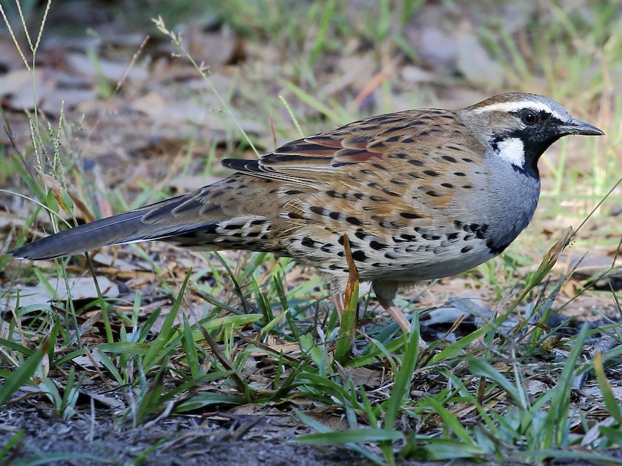 Spotted Quail-thrush - eBird