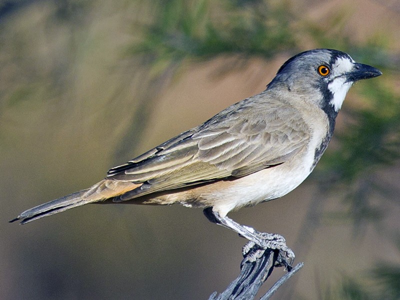 Crested Bellbird - eBird