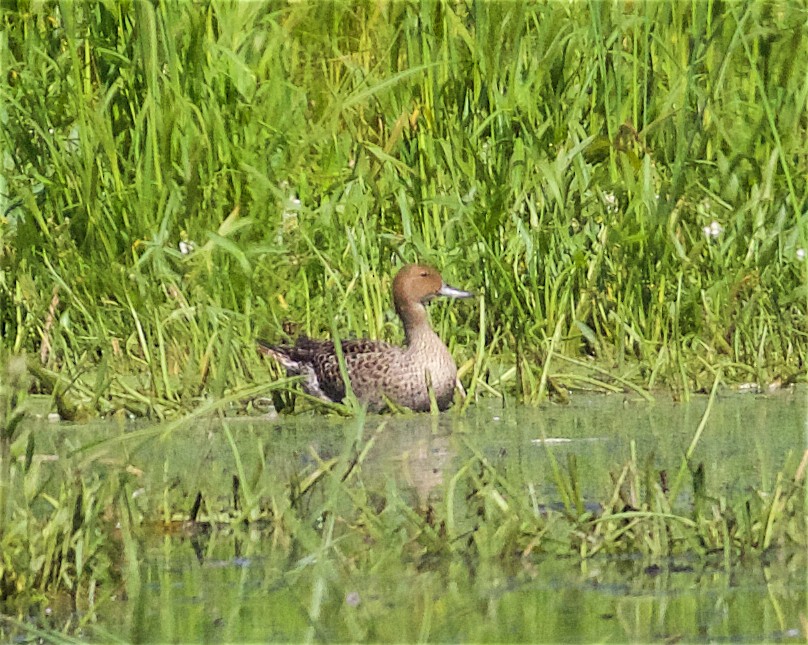 Wisconsin Breeding Bird Atlas Checklist - 27 Aug 2019 - Horicon NWR ...