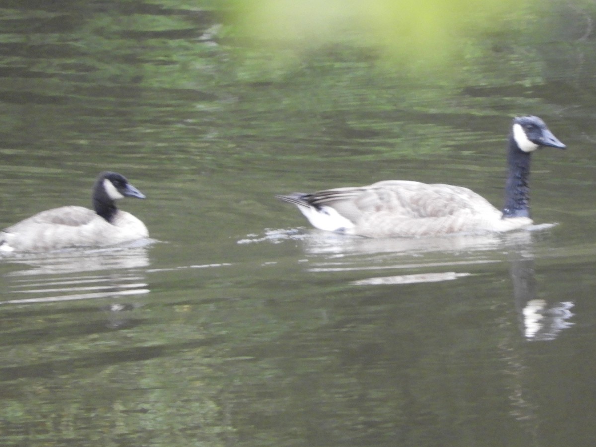 Virginia Breeding Bird Atlas Checklist - 27 Aug 2019 - Lake Mercer - 26 ...