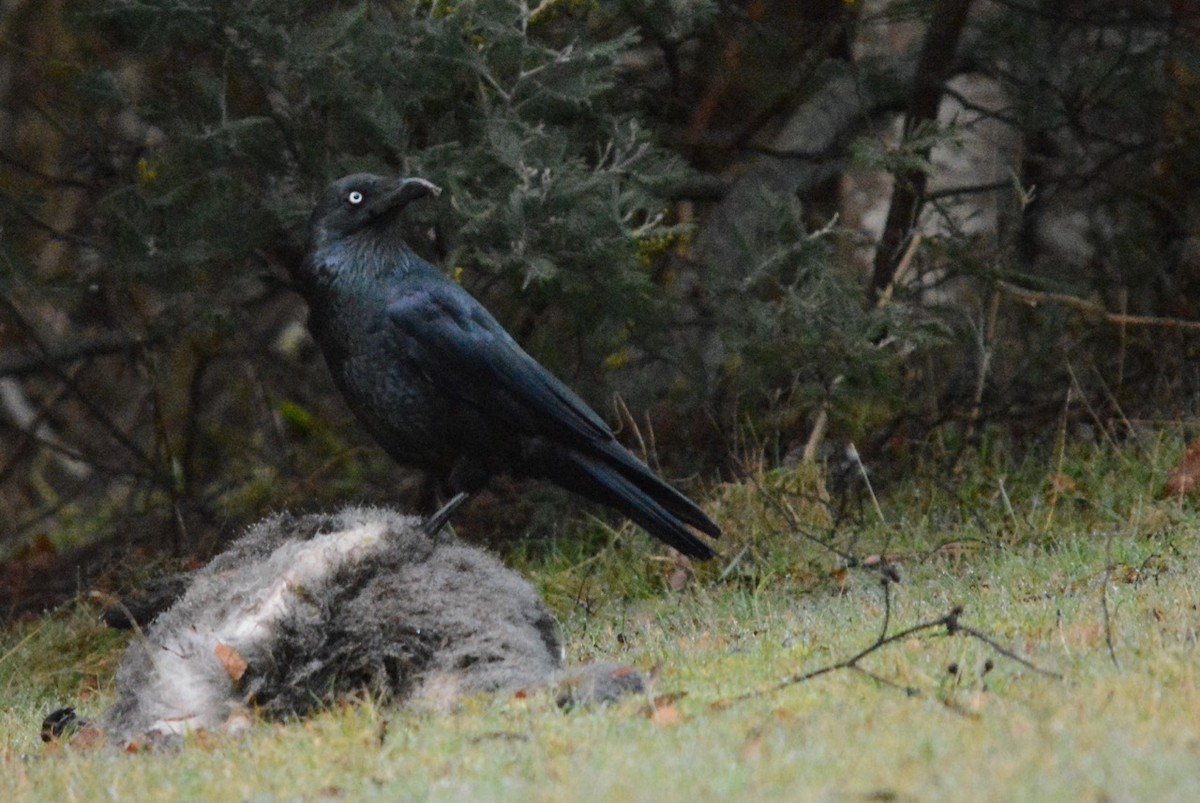 ML174719341 - Forest Raven - Macaulay Library