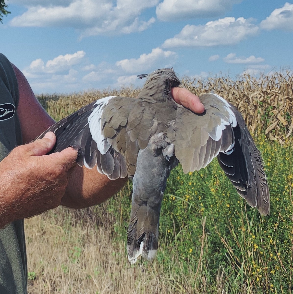 eBird Checklist - 1 Sep 2019 - 38369, Rutherford US-TN (36.1114,-88. ...