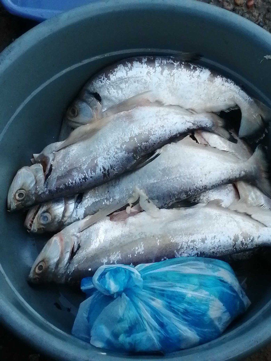 ML175561051 - Fish sp. - Macaulay Library