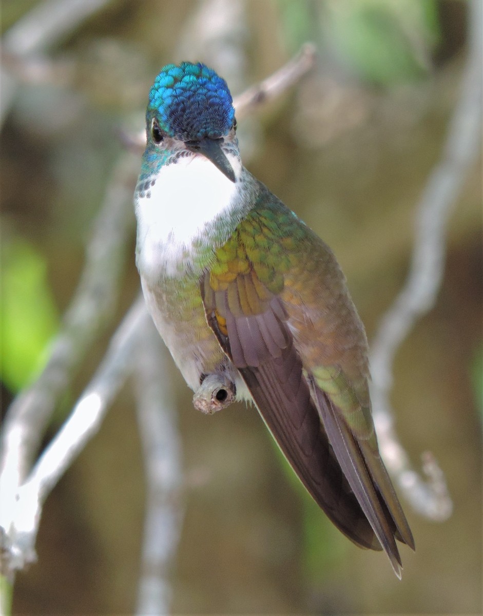 ML175636571 - Azure-crowned Hummingbird - Macaulay Library