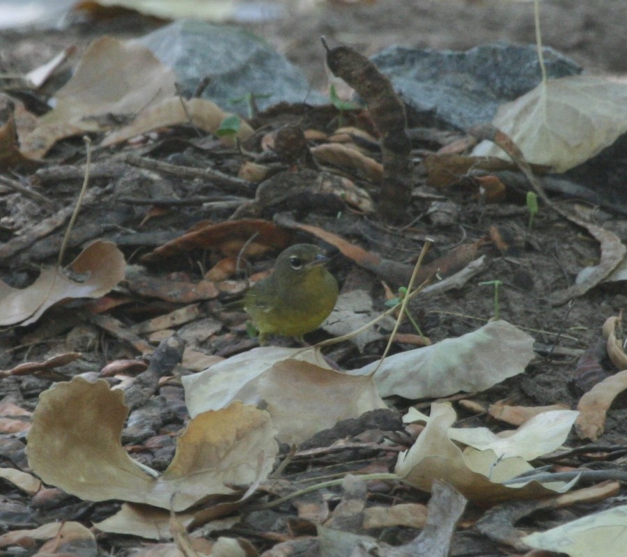 Connecticut/MacGillivray's/Mourning Warbler - eBird