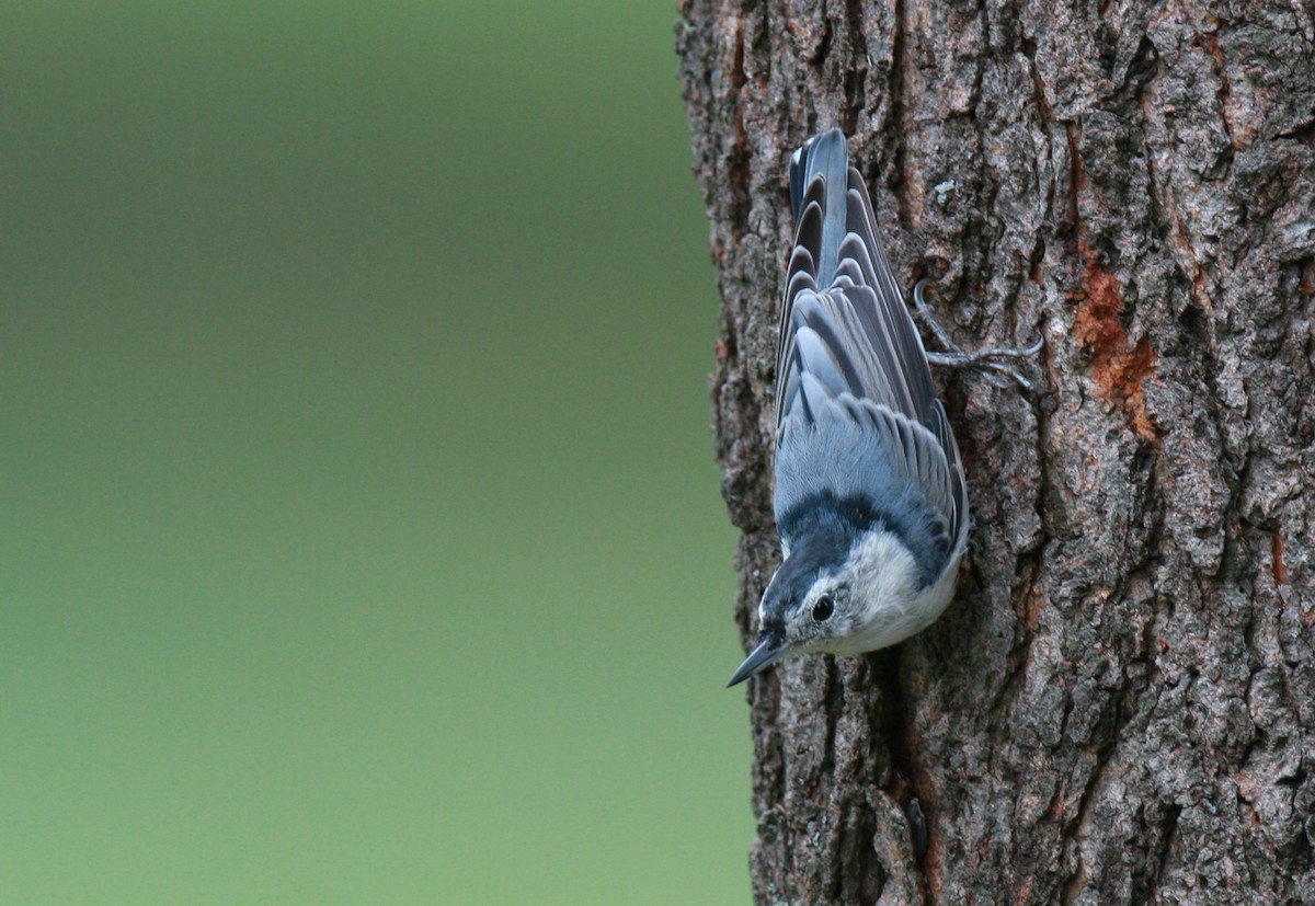 eBird Checklist - 7 Sep 2009 - 6222 King Graves Rd, Fowler US-OH (41. ...
