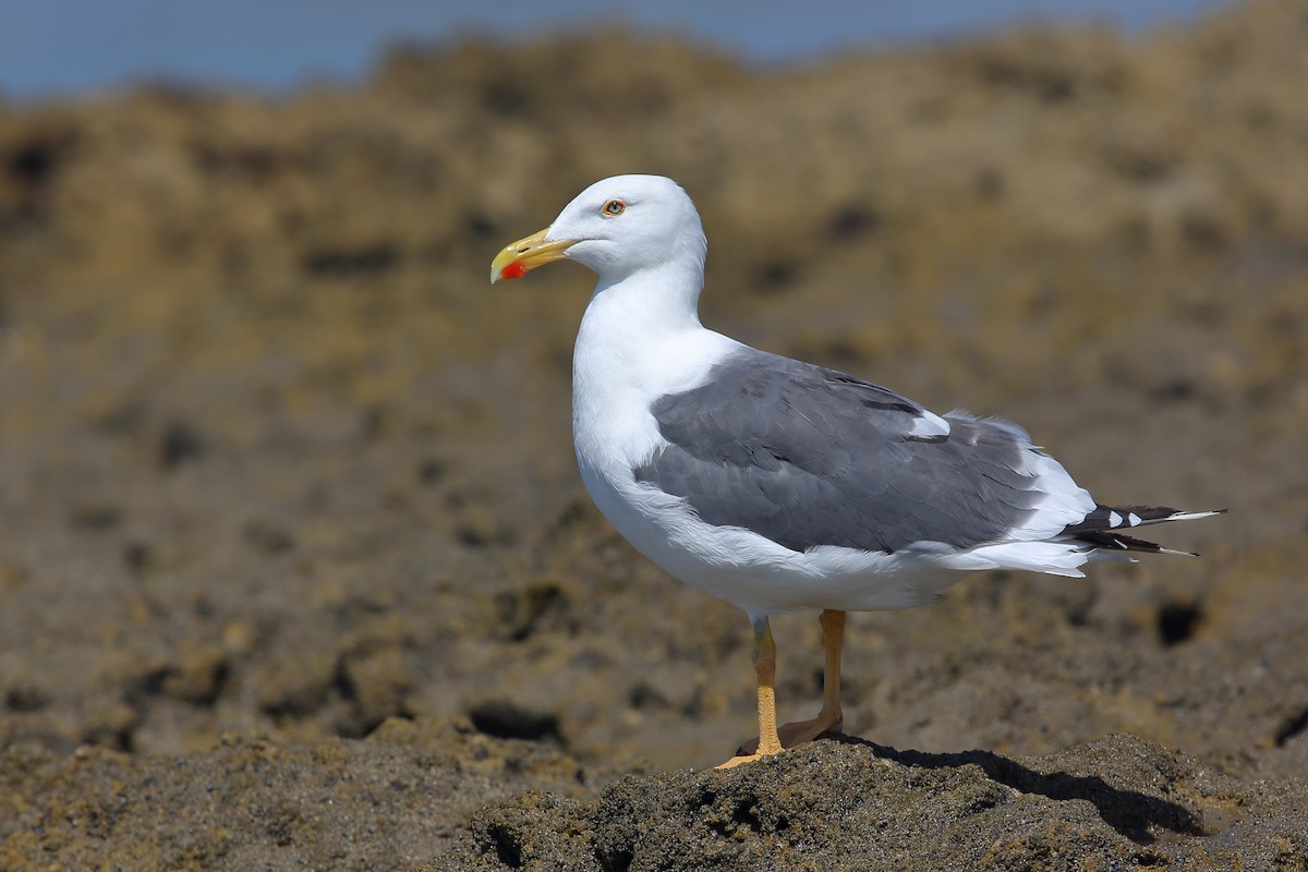 ML176308171 - Yellow-footed Gull - Macaulay Library