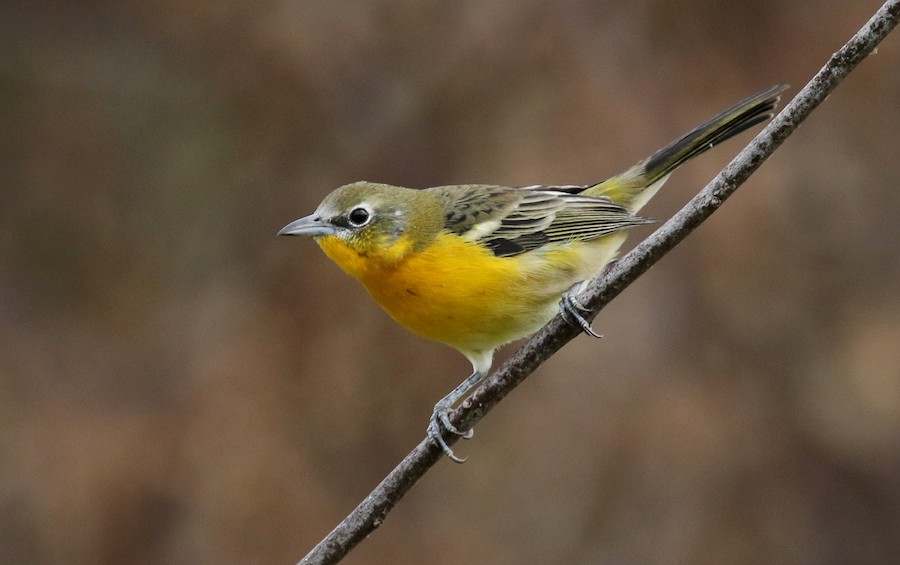Yellow-breasted Chat x Hooded Oriole (hybrid) - eBird