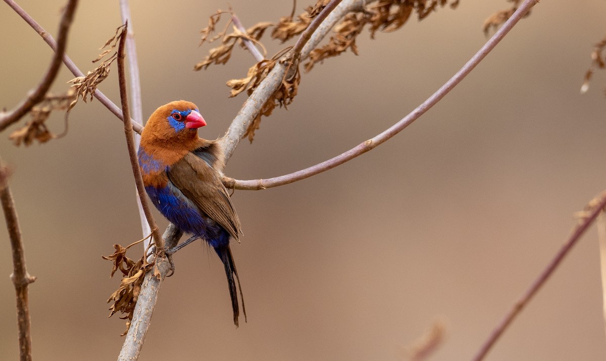 ML176854371 - Purple Grenadier - Macaulay Library