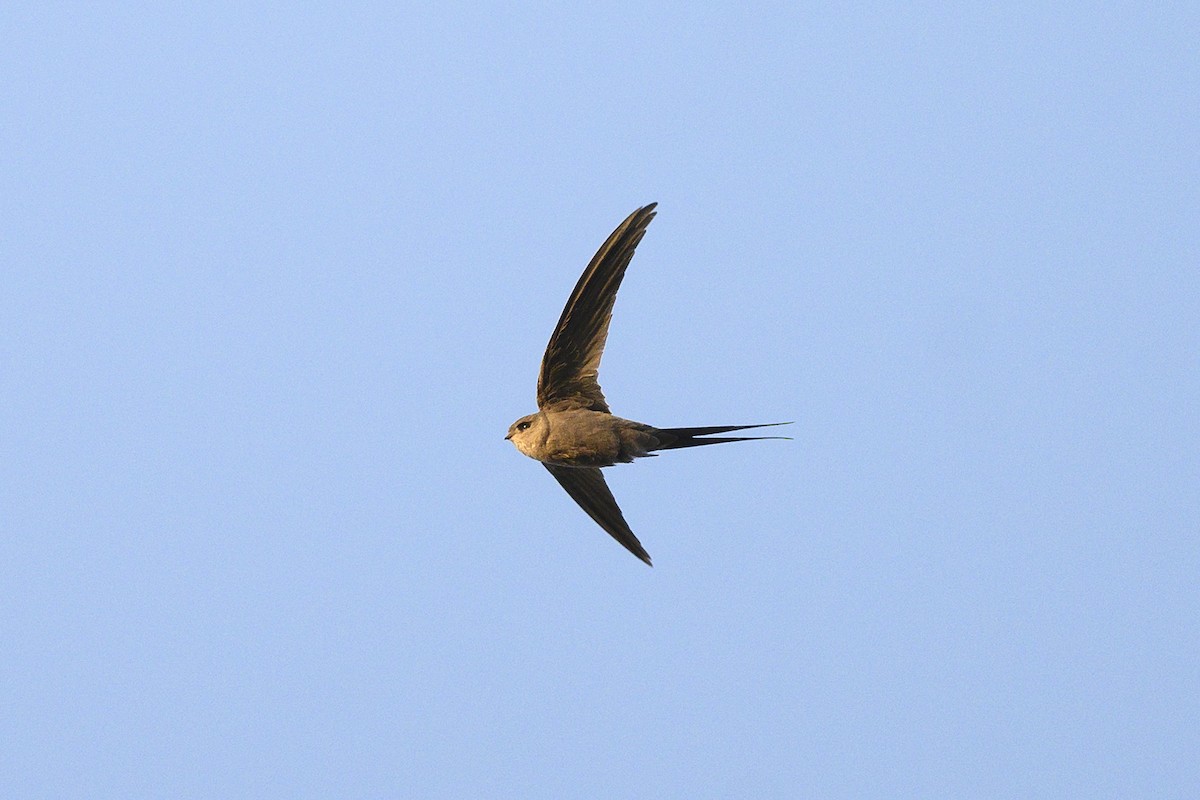 ML177028841 - African Palm Swift - Macaulay Library
