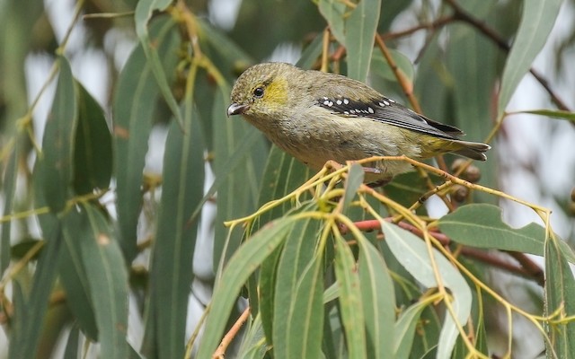News - eBird Australia