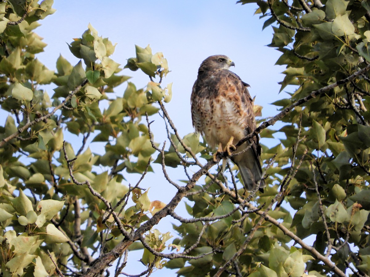eBird Checklist - 7 Sep 2019 - AB Rabbit Hill area - 6 species