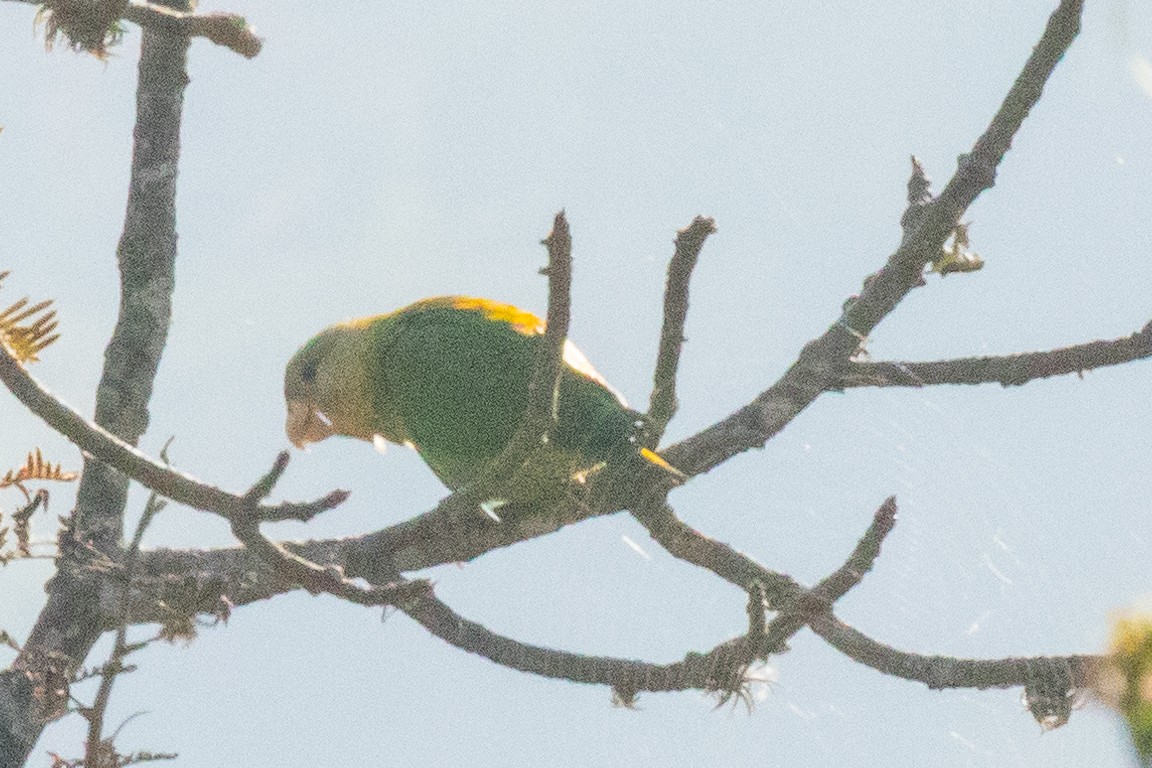 ML177901251 - Gray-cheeked Parakeet - Macaulay Library