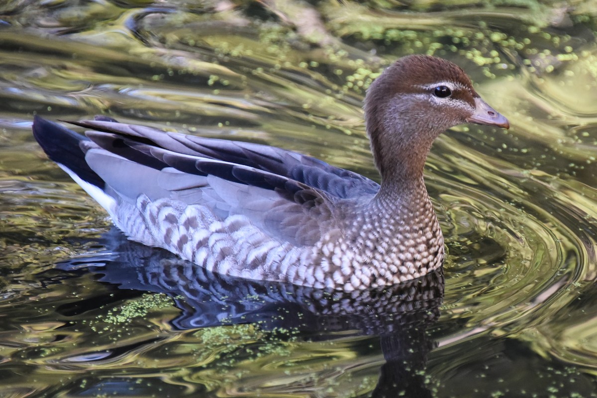 eBird Checklist - 22 Jul 2017 - Royal Botanic Gardens (Sydney) - 20 species